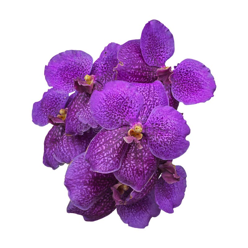 Purple Orchid, Vanda Flower on White Stock Image - Image of holiday ...