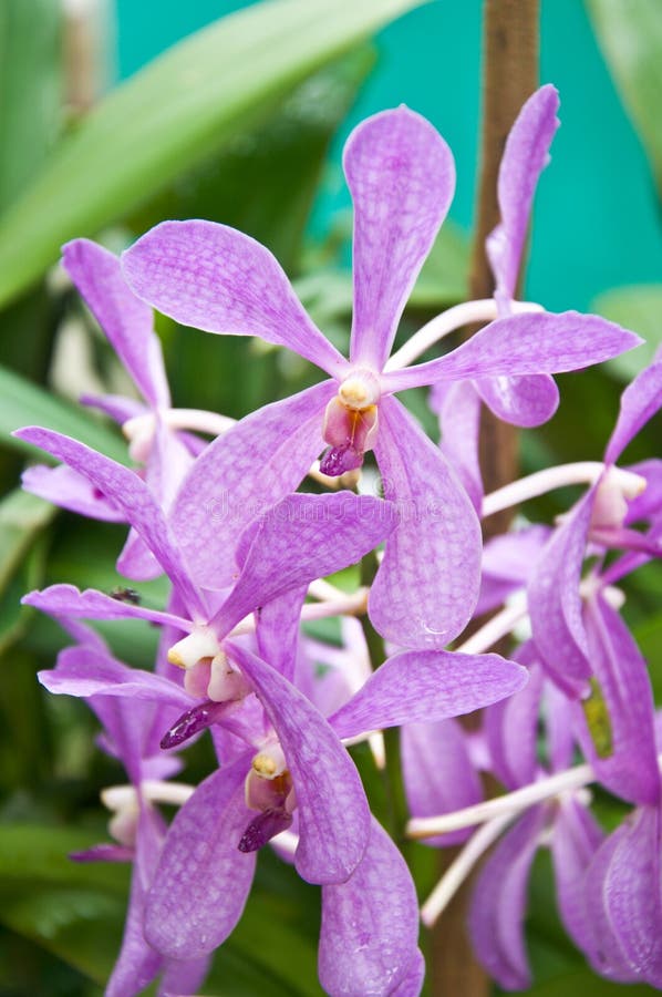 Purple Orchids stock photo. Image of tropical, thailand - 23882618