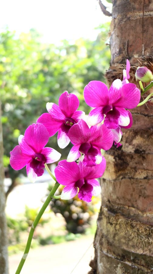Purple Orchids Attached To the Trunk of a Coconut Tree Stock Image ...