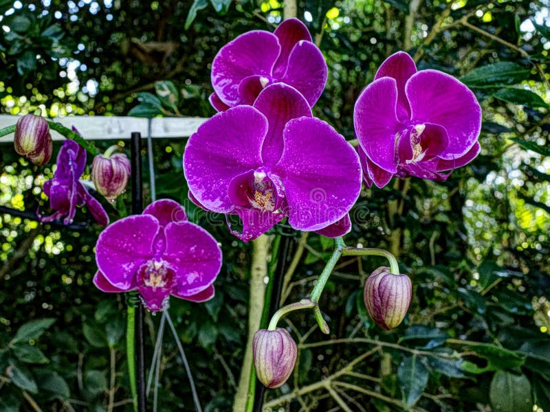 Purple Orchids Bunch in Garden Setting Stock Image - Image of orchids ...