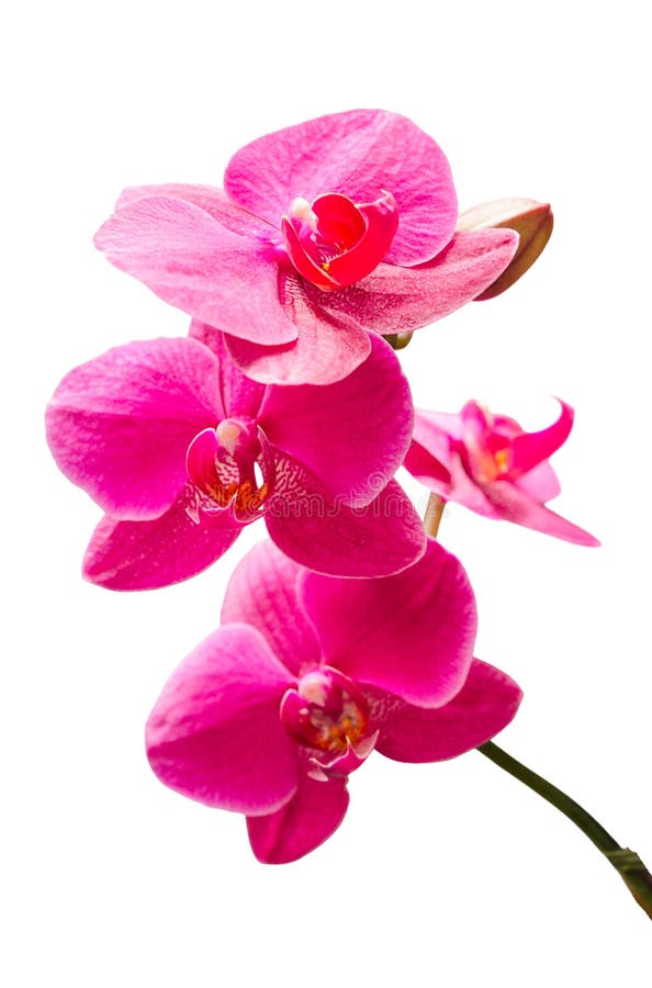 Purple Orchids Flowers Small Branch with Bud Stock Photo - Image of ...