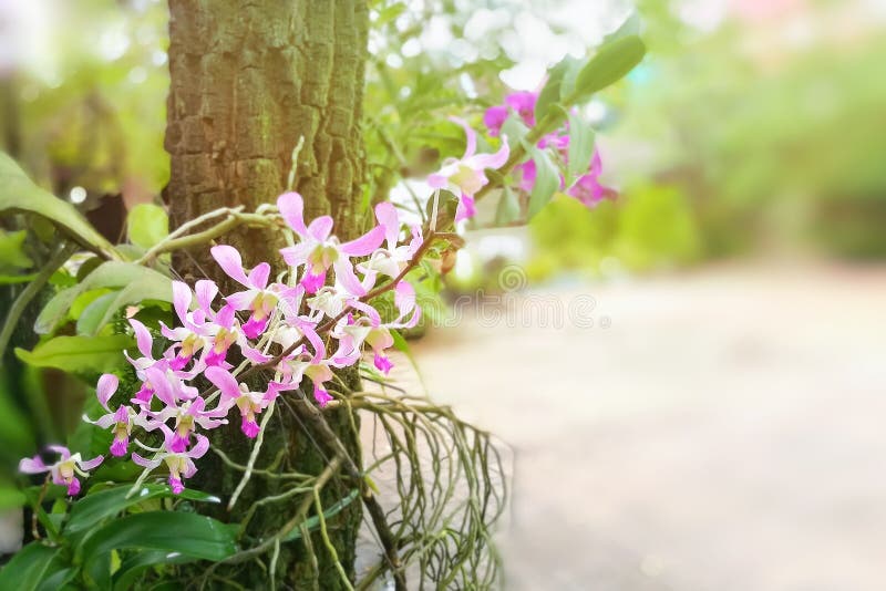 304 Orchids Tree Trunk Stock Photos - Free & Royalty-Free Stock Photos ...