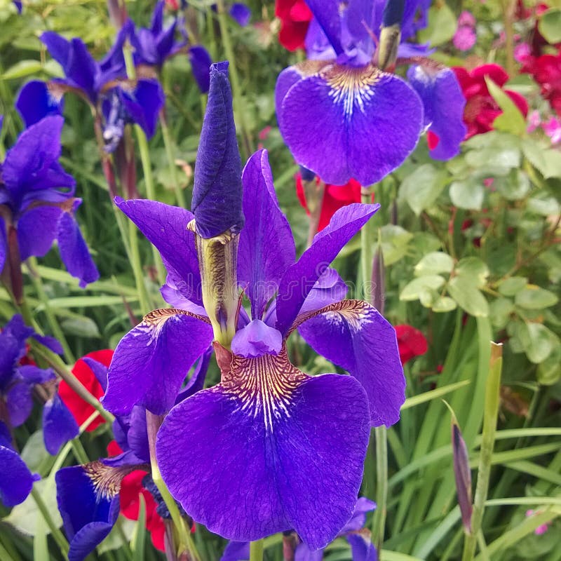 Purple Oregon Iris Flower Field 02 Stock Photo - Image of prairie ...