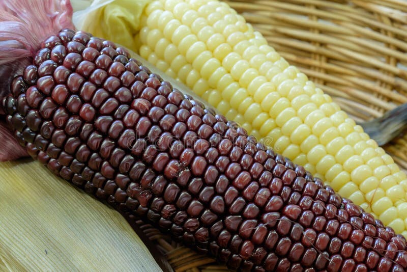 Purple organic corn stock image. Image of corn, harvest - 58796667