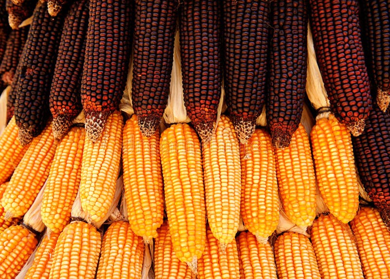 Purple organic corn, Maize stock image. Image of ingredient - 63741641