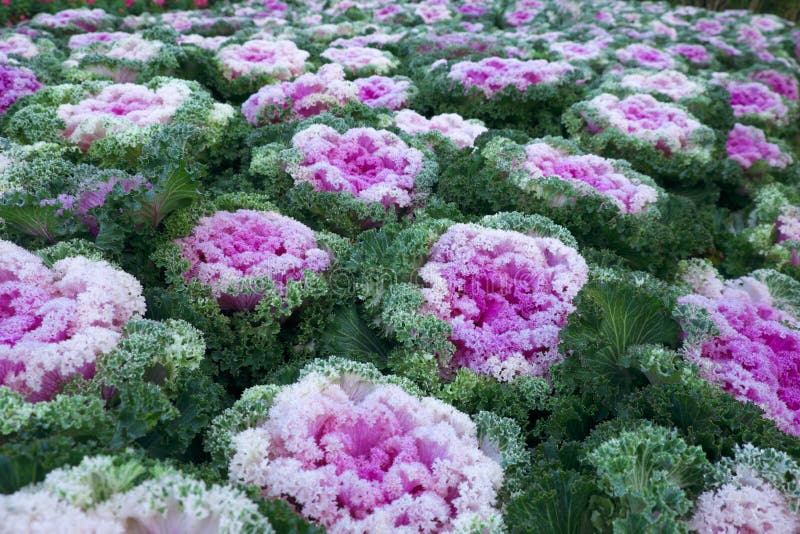 Purple Ornamental Cabbage Plant Stock Photo - Image of plant, nature ...