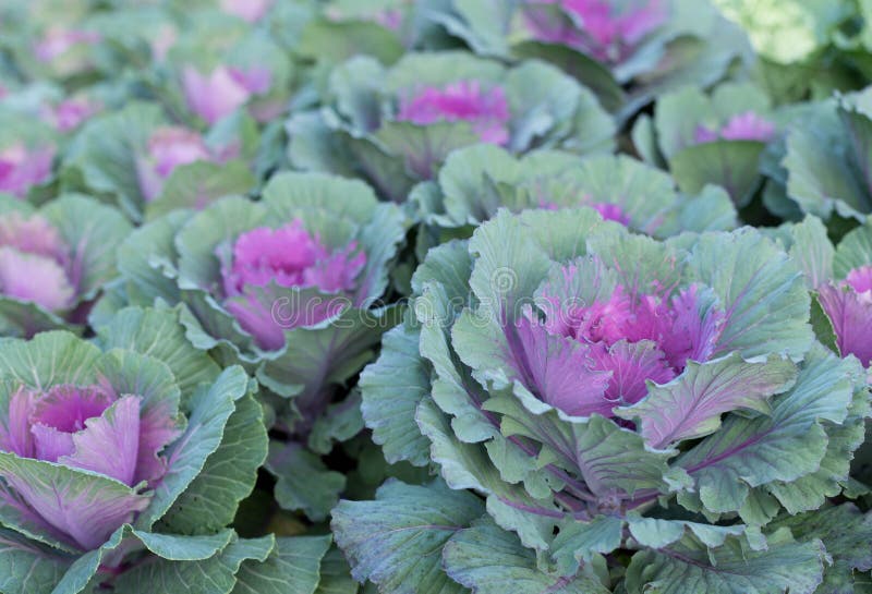 Purple Ornamental Cabbage Plants Stock Image - Image of colorful ...