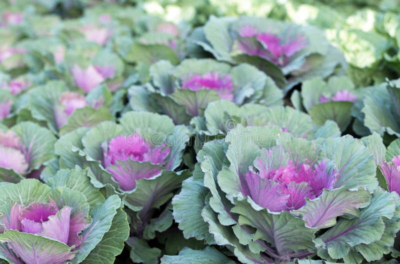 Purple Ornamental Cabbage Plants Stock Image - Image of detail ...