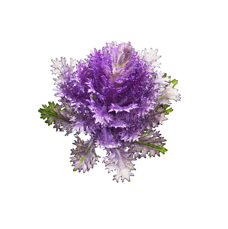 Purple Ornamental Kale Isolated on White Stock Photo - Image of blossom ...