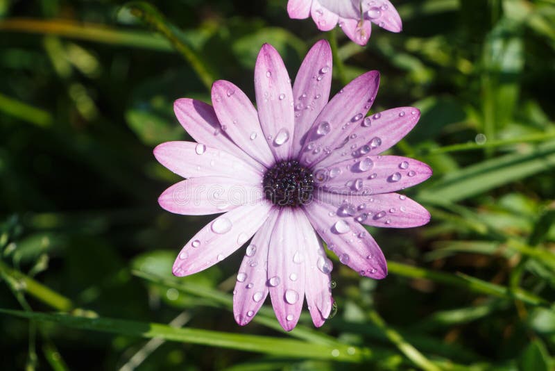 Purple Osteospermum Flower in a Garden Stock Image - Image of leaf ...