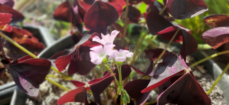 Purple Oxalis Triangularis Flower in Bloom Stock Image - Image of ...