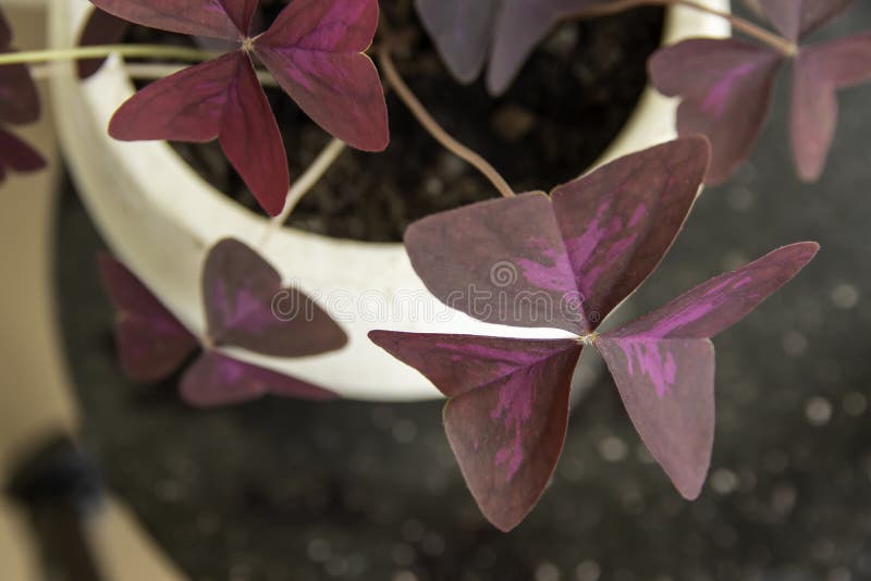 Purple Oxalis Triangularis Mijke Plant Stock Photo - Image of spring ...