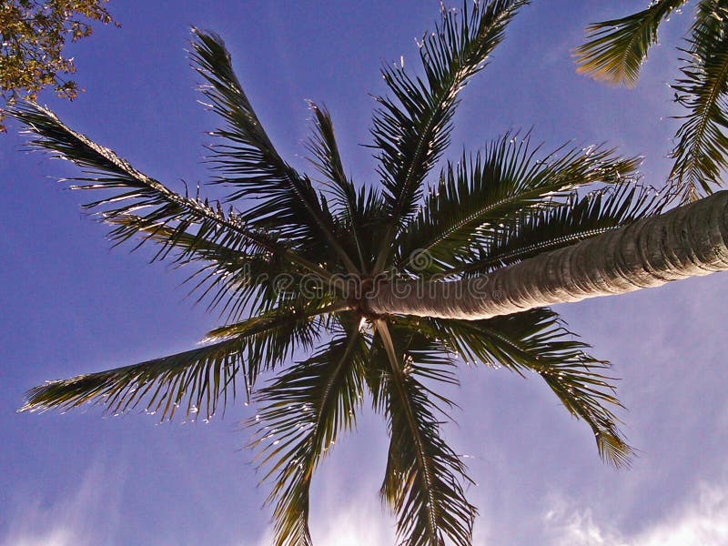 Purple Palm stock photo. Image of branch, palm, coast - 46598706