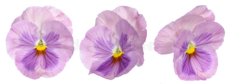 Blue, Purple, Yellow, Red Carnation Stock Image - Image of details ...