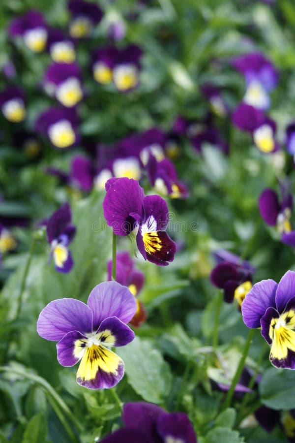 Purple pansies stock photo. Image of floral, color, spring - 12504272