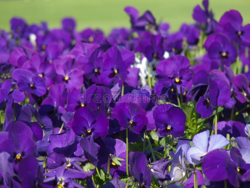 Purple pansies stock photo. Image of pansies, flower - 82086780