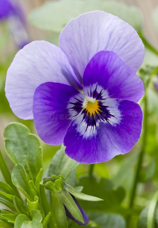 Purple pansy flowers stock photo. Image of flowers, flower - 31478196