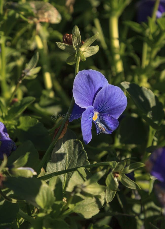 Purple Pansy flower stock image. Image of garden, flower - 60181785