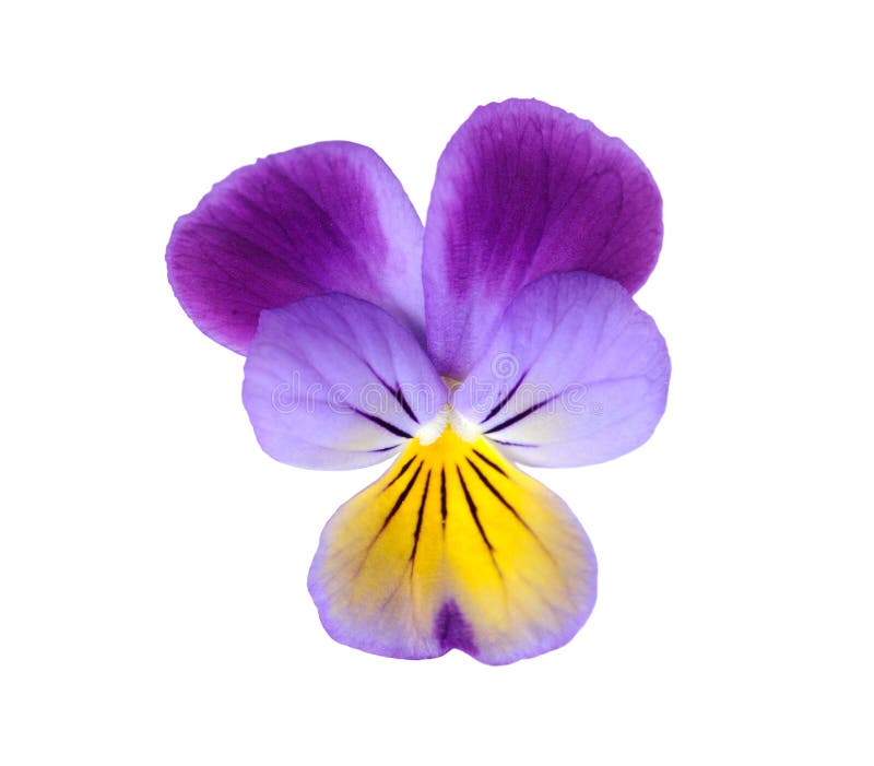Pansy flower stock image. Image of bloom, single, object - 32391253