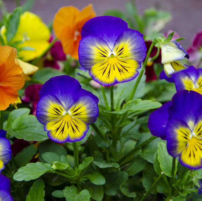Purple Pansy Flowers.flower Bed Pansy Flowers Stock Photo - Image of ...