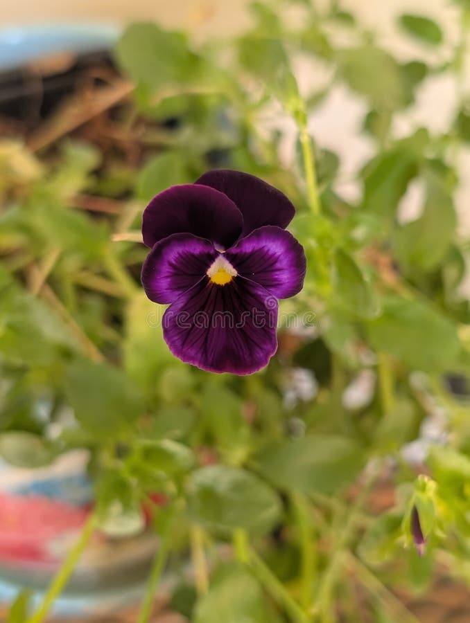 Purple Pansy Portrait Maggie Valley Deck Stock Image - Image of deck ...