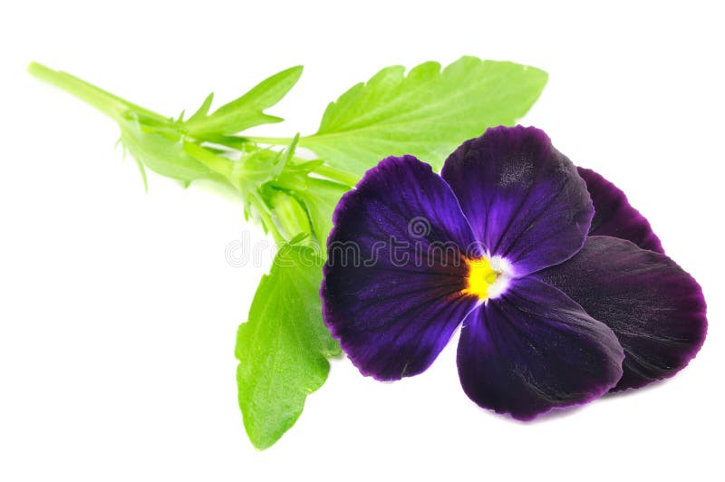 Purple Pansy Violet Flower stock photo. Image of copy - 25856550
