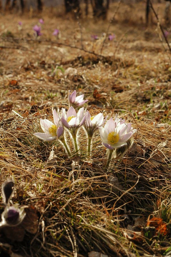 Pasqueflower in Spring in a Meadow Stock Photo - Image of flower ...