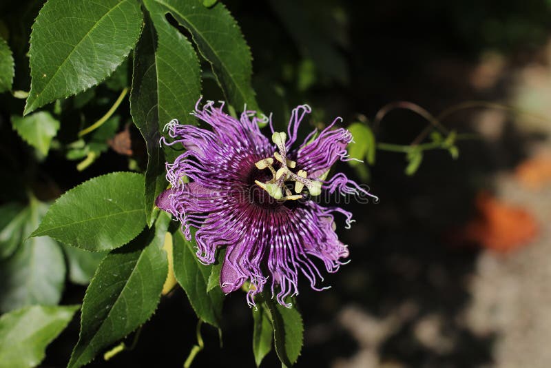 Purple Passionflower or Passiflora Incarnata Stock Photo - Image of ...