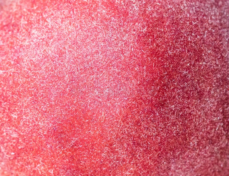 Purple Peach Skin. Photo Macro Texture Stock Photo - Image of abstract ...