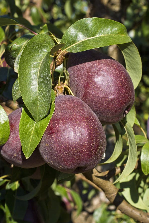Purple Pears in an Orchard stock image. Image of closeup - 21241875