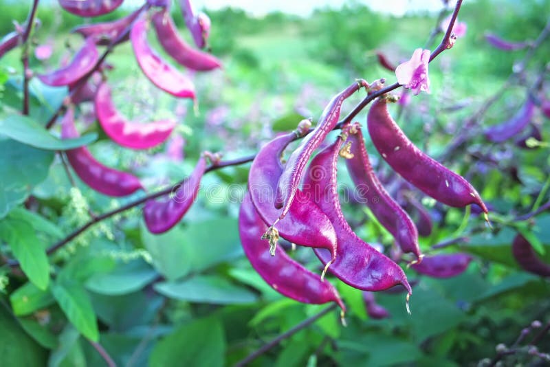 Purple peas stock image. Image of organic, cuisine, bean - 11003291