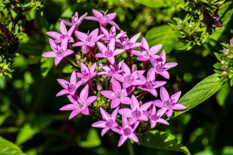 Purple pentas flowers stock photo. Image of floral, petal - 181330800