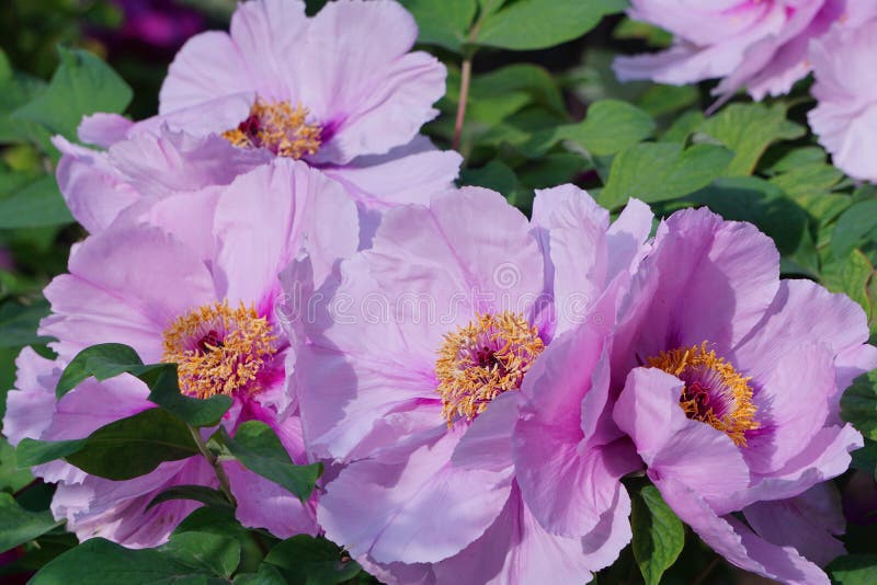 The Purple Peony Flower stock photo. Image of shrub - 262093620