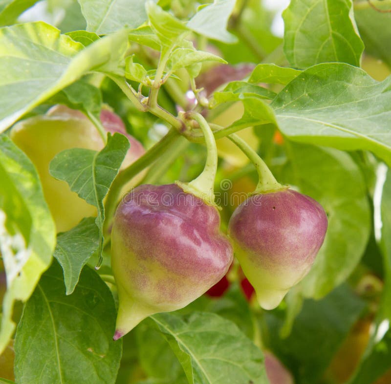 Purple pepper stock image. Image of cuisine, purple, vegetable - 47478403