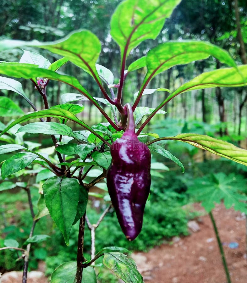 Purple pepper on plant stock image. Image of mirchi - 200317081