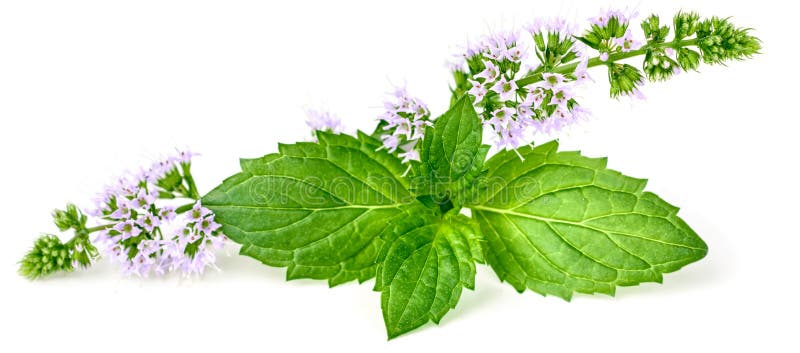 Peppermint stock image. Image of leaf, mint, flora, peppermint - 660189