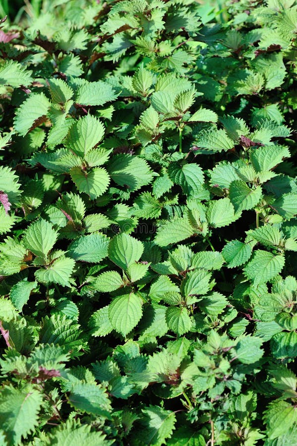 Purple perilla stock image. Image of herb, perilla, japanese - 20947581
