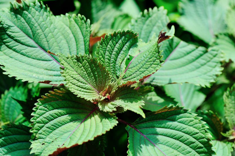 Purple perilla stock image. Image of herb, perilla, japanese - 20947581