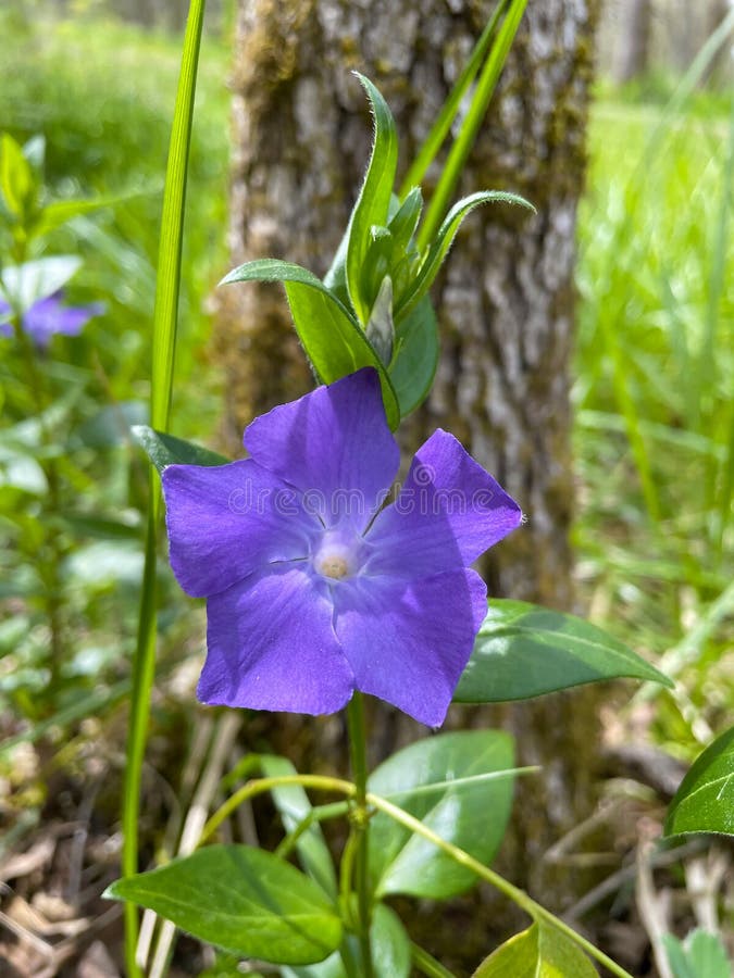 Purple Periwinkle stock image. Image of periwinkle, blossom - 325738819
