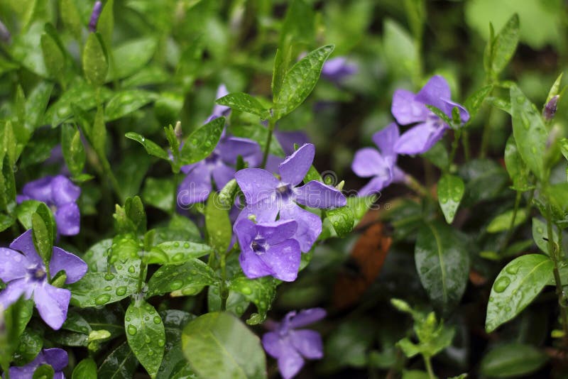 Purple Periwinkle Flower and Green Shoots Stock Photo - Image of beauty ...