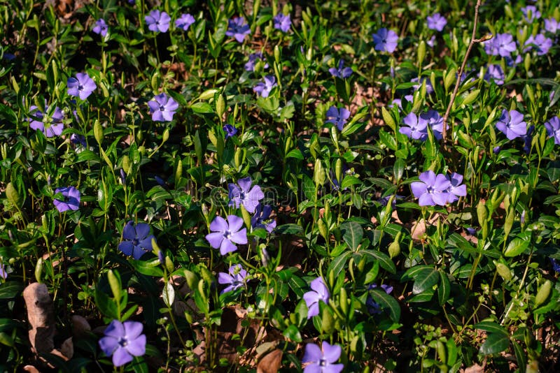 1,144 Periwinkle Field Stock Photos - Free & Royalty-Free Stock Photos ...