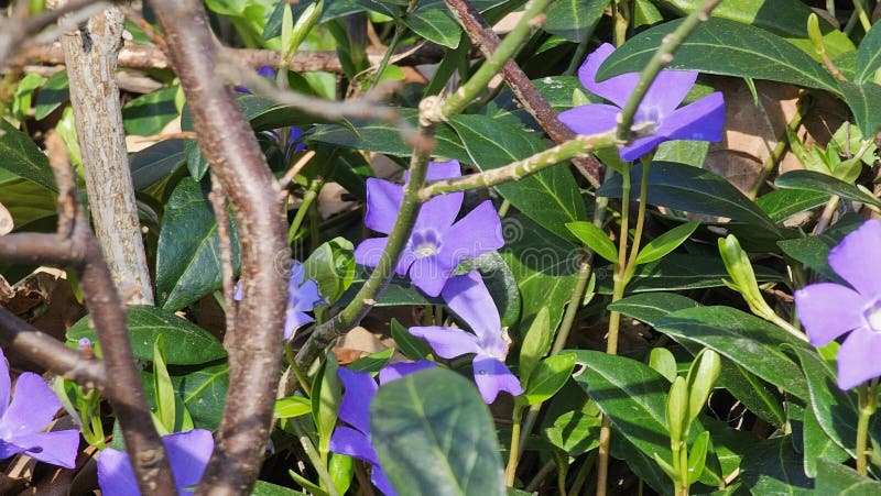 Purple Periwinkle (Vinca Minor) in Springtime Stock Image - Image of ...