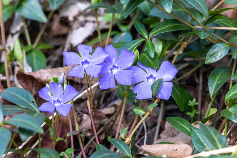 Purple Periwinkle (Vinca Minor) in Springtime Stock Photo - Image of ...