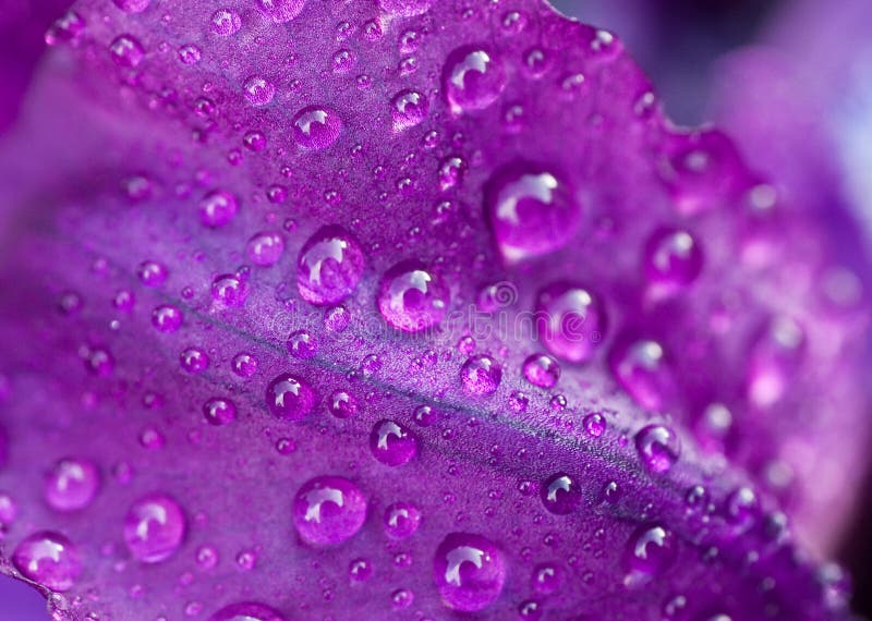 Toxic purple leaves stock image. Image of leafage, artistic - 7617197