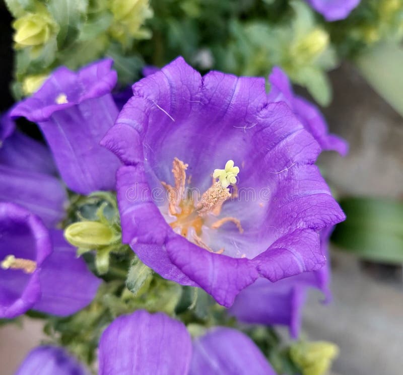 Purple Petals of Campanula Carpatica or Bellflower Stock Photo - Image ...