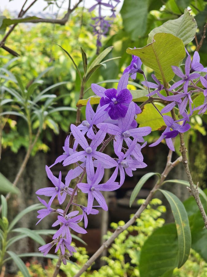 Purple Petrea Volubilis Flower in Garden Stock Photo - Image of plant ...