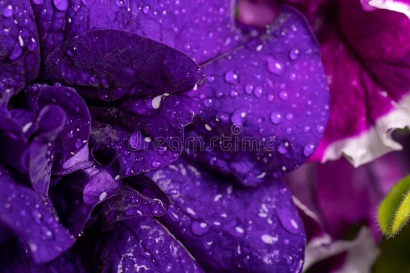 Purple Petunia Flower in Drops after Rain Close-up Stock Image - Image ...