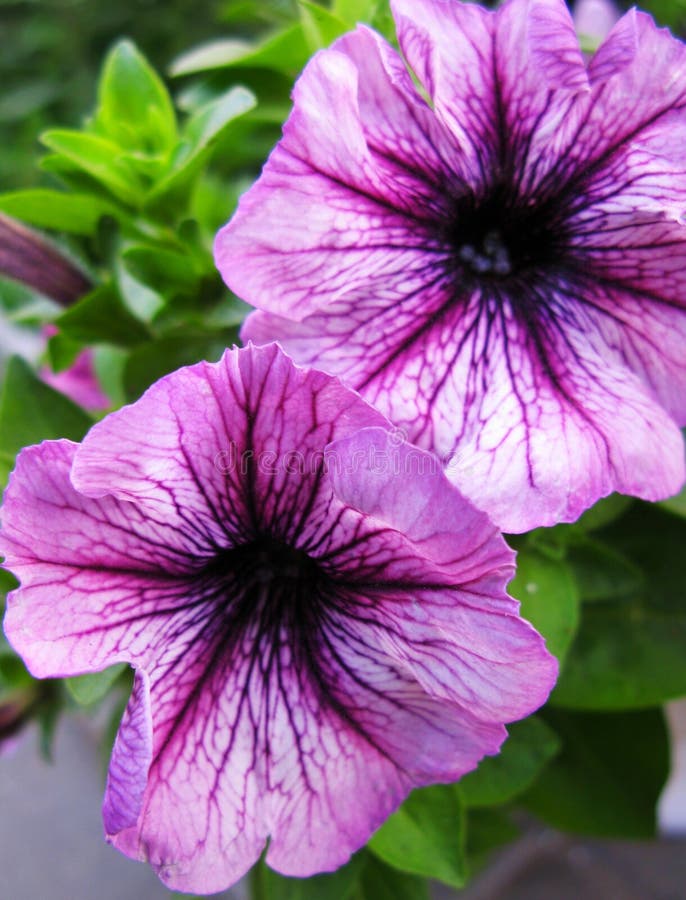 Purple petunia flowers stock photo. Image of flowers - 74027744