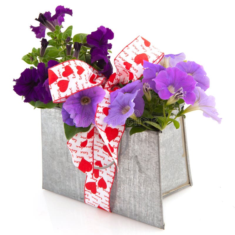 Purple present stock image. Image of dotted, gift, isolated - 11315217