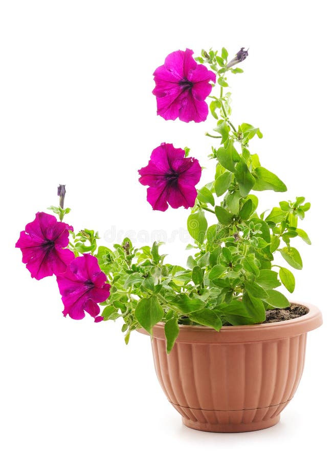 Purple petunia in the pot stock photo. Image of green - 182825610